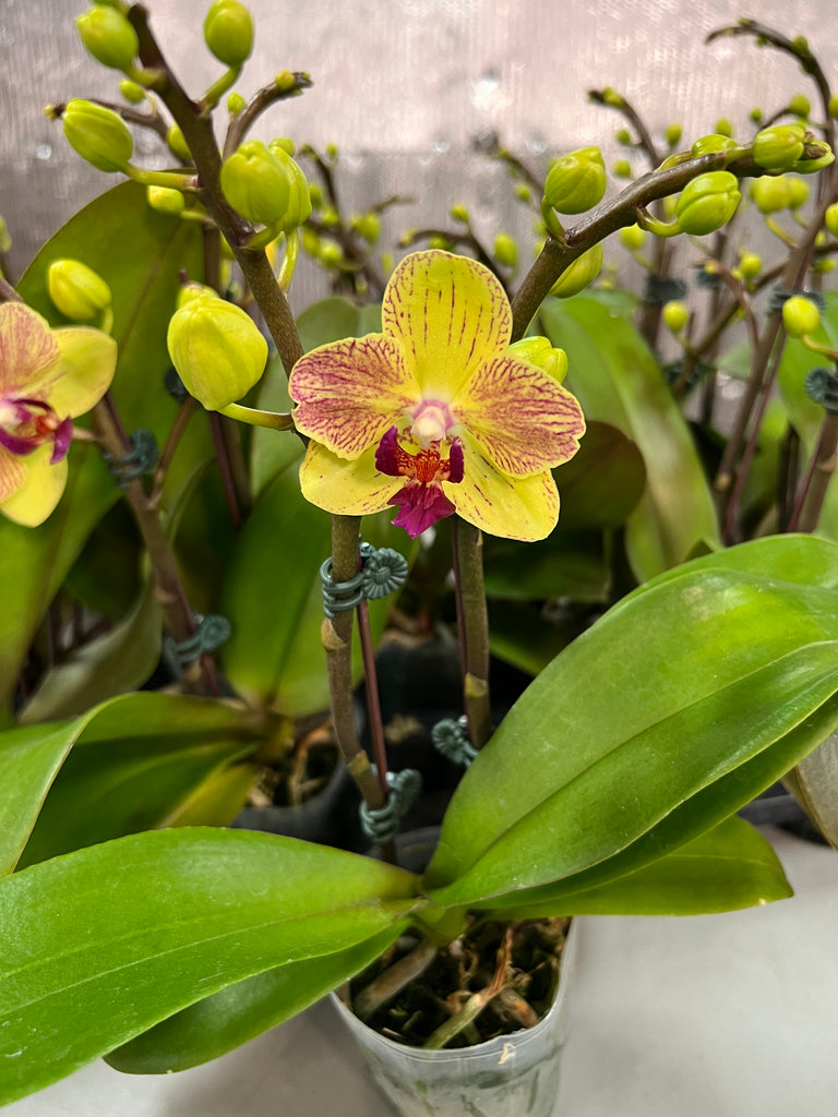 Phalaenopsis Fangmei ‘Sweet’ – Orchid Classics