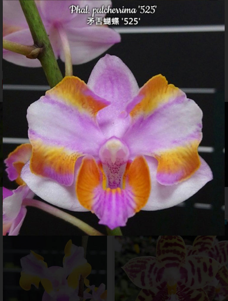 Phalaenopsis pulcherrima’525’ (IN SPIKE) – Orchid Classics