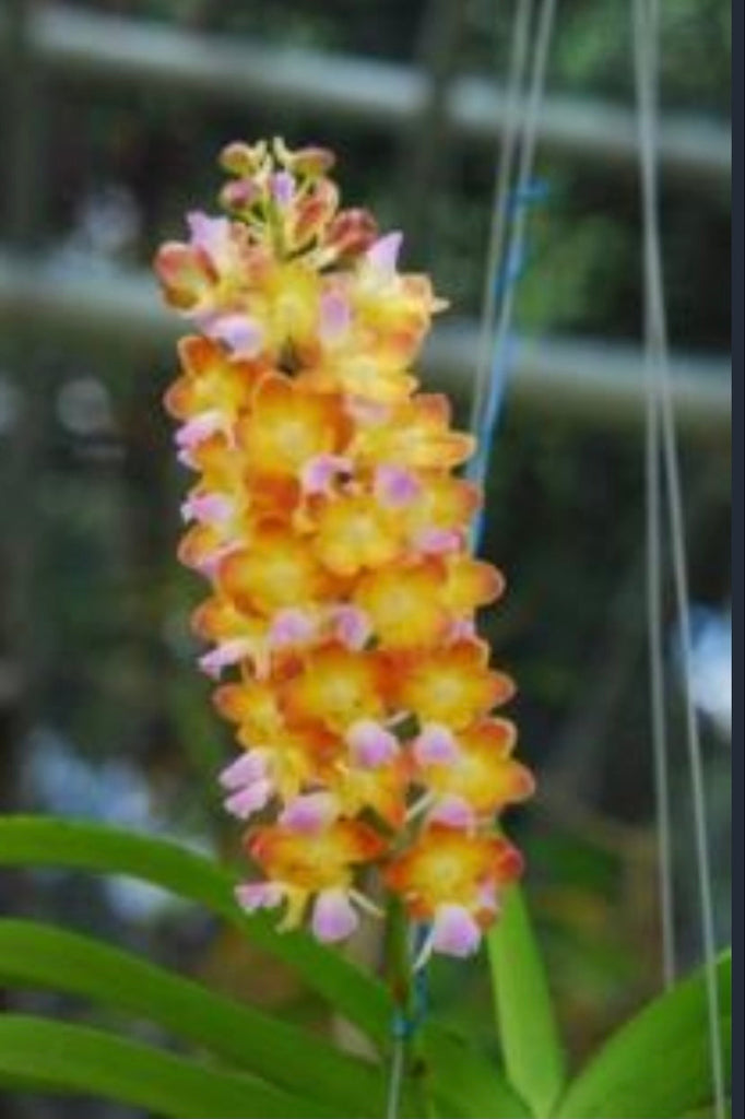 Rhynchorides (Perreiraara) Bangkok Sunset – Orchid Classics