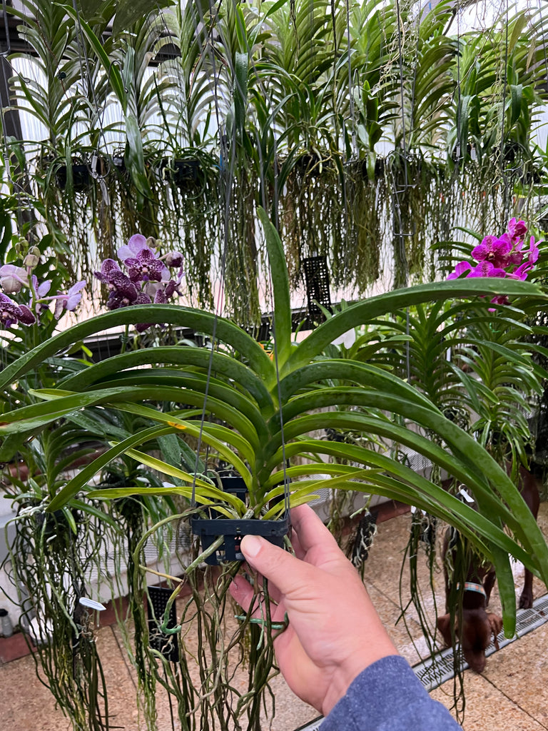 Vanda sanderiana (species) – Orchid Classics