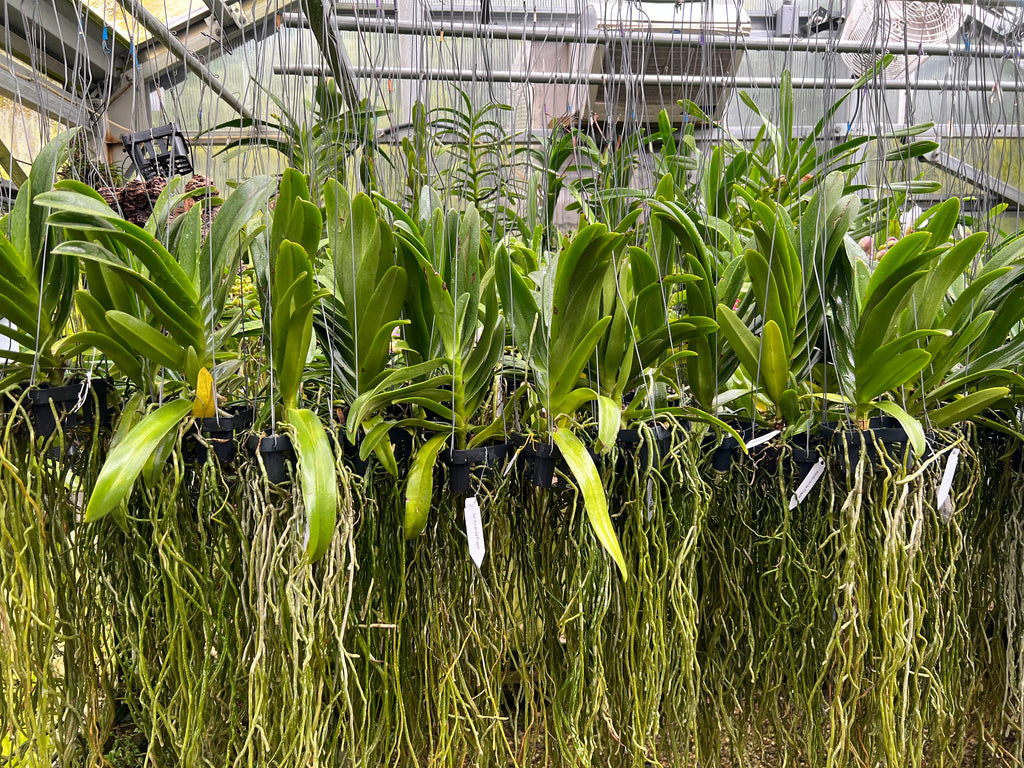 Vandaenopsis Prapin (Ascovandoritis) – Orchid Classics