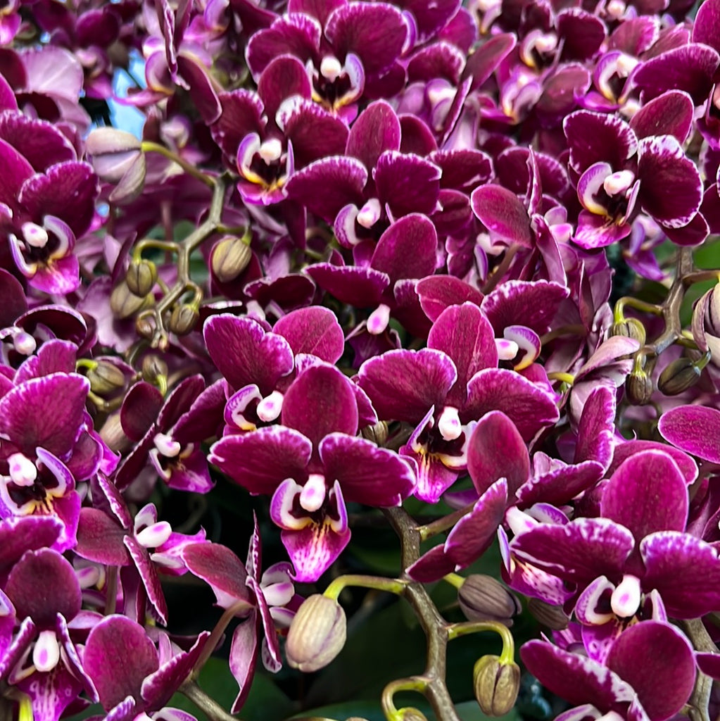 Phalaenopsis lianher Cranberry ‘ ChaCha’ (In flower/bud) – Orchid Classics