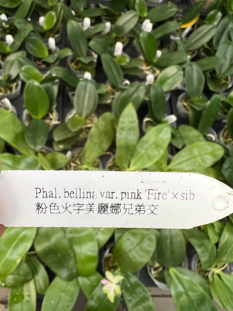 Phalaenopsis bellina var. Pink ‘Fire’ x sib – Orchid Classics