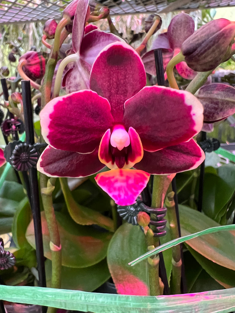 Mini Phalaenopsis special 3for $49 SPECIAL – Orchid Classics