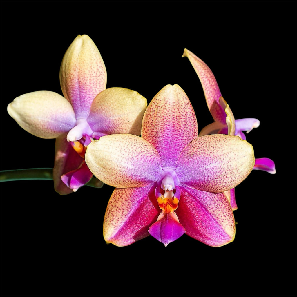 Phalaenopsis Sweet Memory Liodoro – Orchid Classics