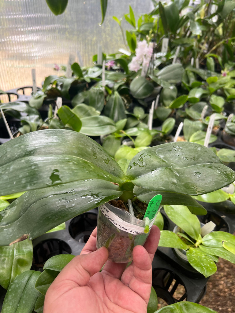 Phalaenopsis gigantea alba x Phalaenopsis Mituo Golden Tiger ‘ White T ...