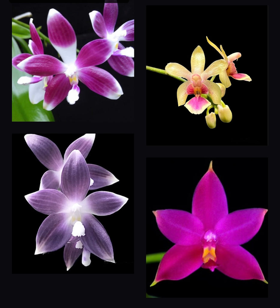 Phalaenopsis Species Special 3 for $99 – Orchid Classics