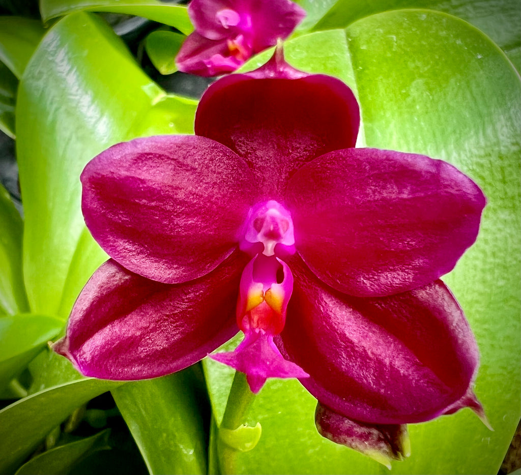 Phalaenopsis Shinger Pure Love x Phal. Chienlung Red King – Orchid Classics