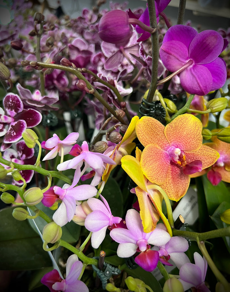 Miniature Phalaenopsis collection, pick 3 from these miniatures ...