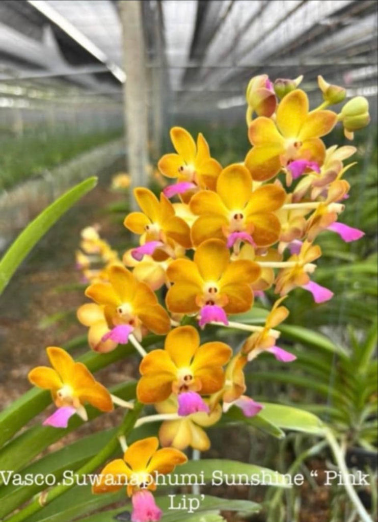 Vasco Suwanaphumi Sunshine ‘Pink lip’ – Orchid Classics