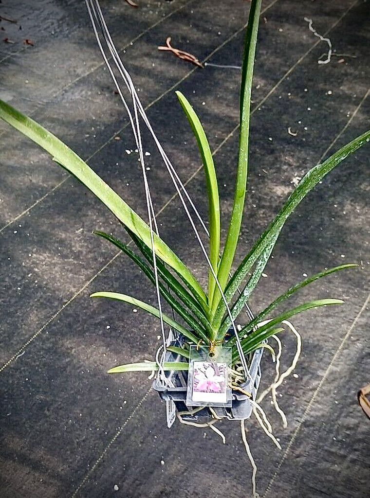 Paraphalaenopsis laycokii x Vanda Chulee – Orchid Classics