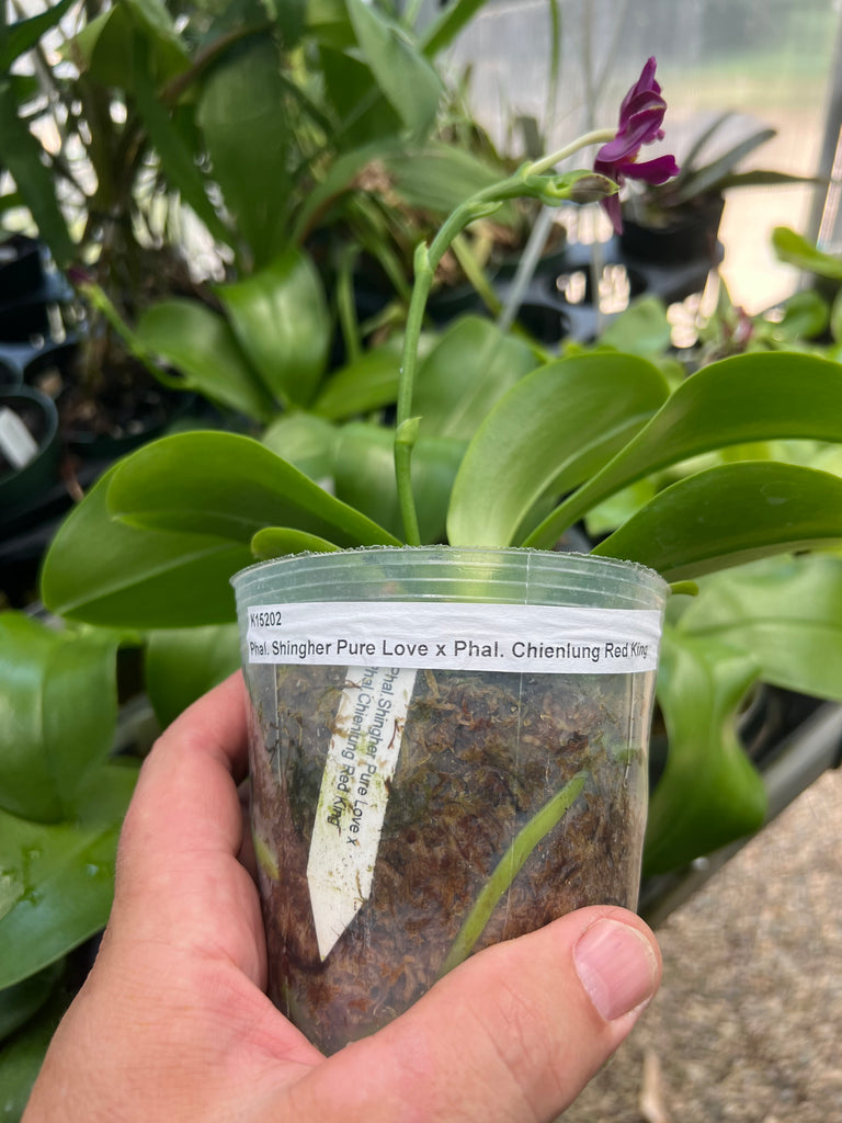 Phalaenopsis Shinger Pure Love x Phal. Chienlung Red King – Orchid Classics