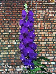 Vanda Mem. Tan Beng Chye – Orchid Classics