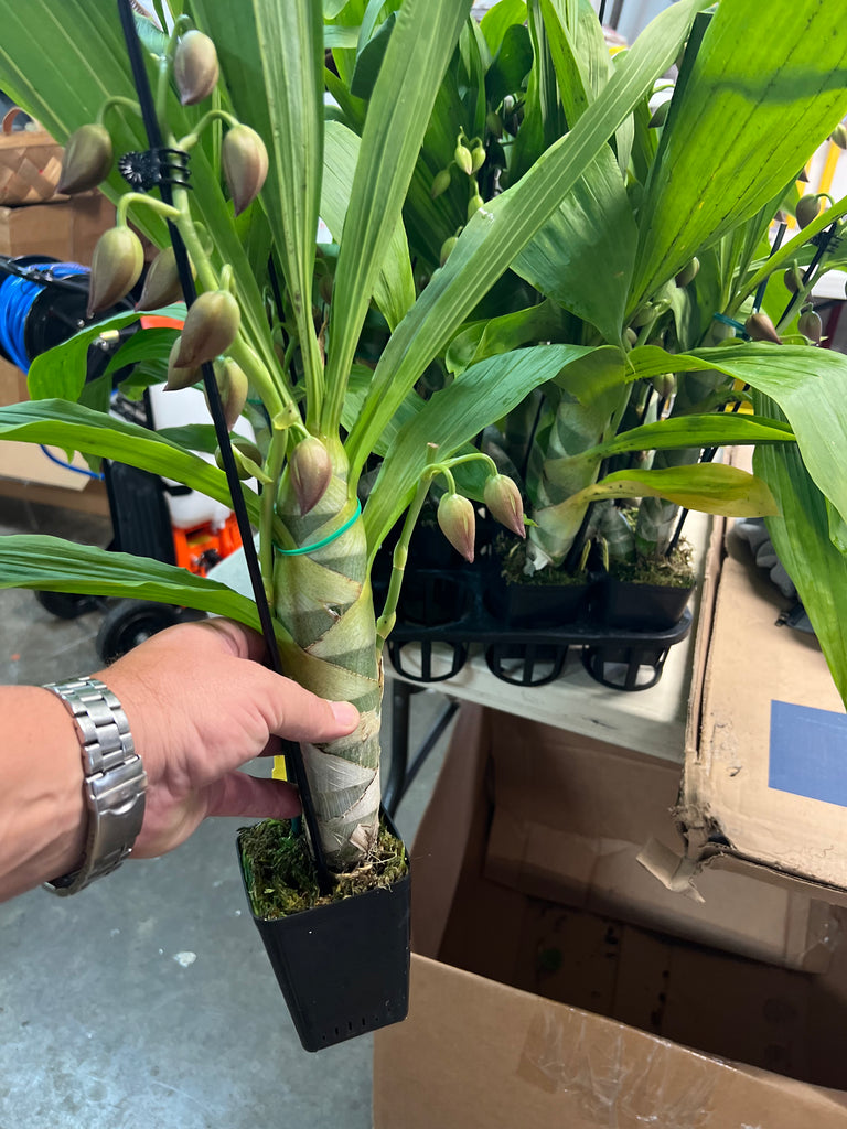 Cycnodes Taiwan Gold 'Orange' - Monster Plants! – Orchid Classics