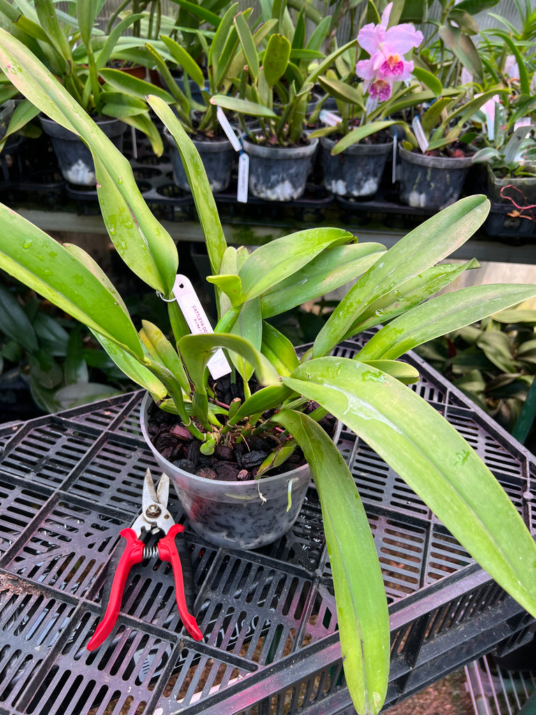 Cattleya dowiana aurea (species) XXl plants – Orchid Classics