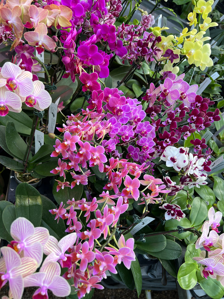 Miniature Phalaenopsis collection. – Orchid Classics