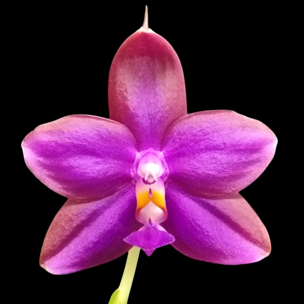 Phalaenopsis Miki Sabina ‘Peach’ – Orchid Classics