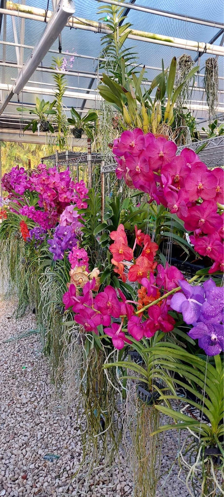 Vanda in flower for Mom – Orchid Classics