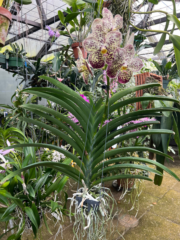 Vanda Pintuwadee (LARGE PLANTS IN FLOWER OR SPIKE) – Orchid Classics