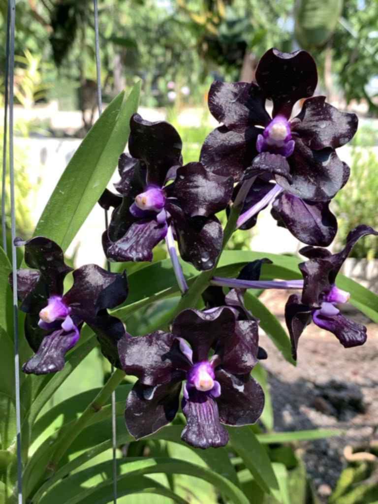 Vanda tesselata Dark – Orchid Classics