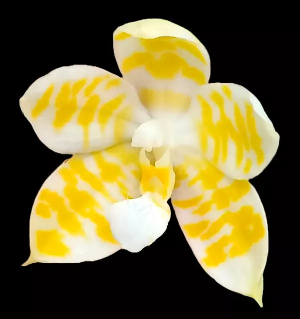 Phalaenopsis KS Super Zebra 'Golden Zebra' – Orchid Classics