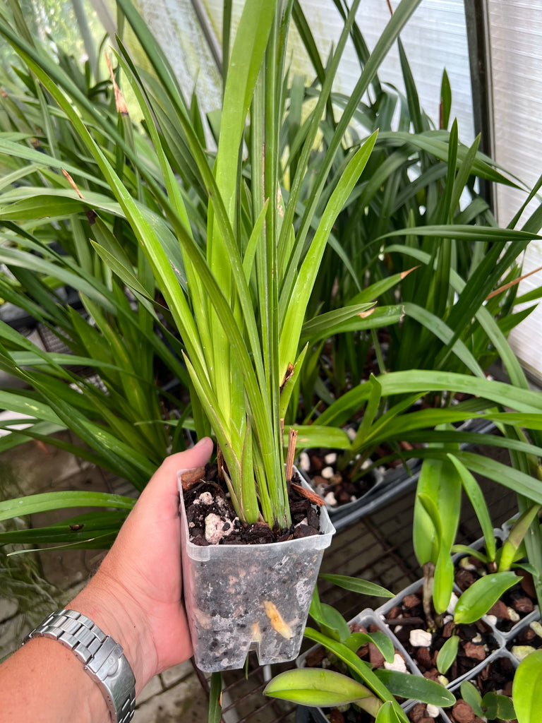 Cymbidium Chen’s Ruby – Orchid Classics