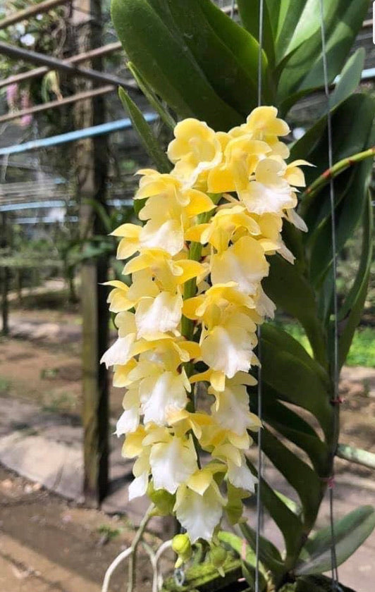 Aerides houlettiana ‘Alba’ (species) RARE!!! – Orchid Classics