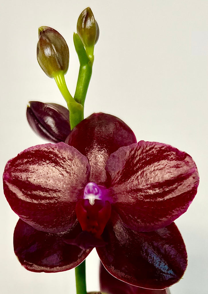 Phalaenopsis Sogo Relex ‘Sogo F1671’ – Orchid Classics