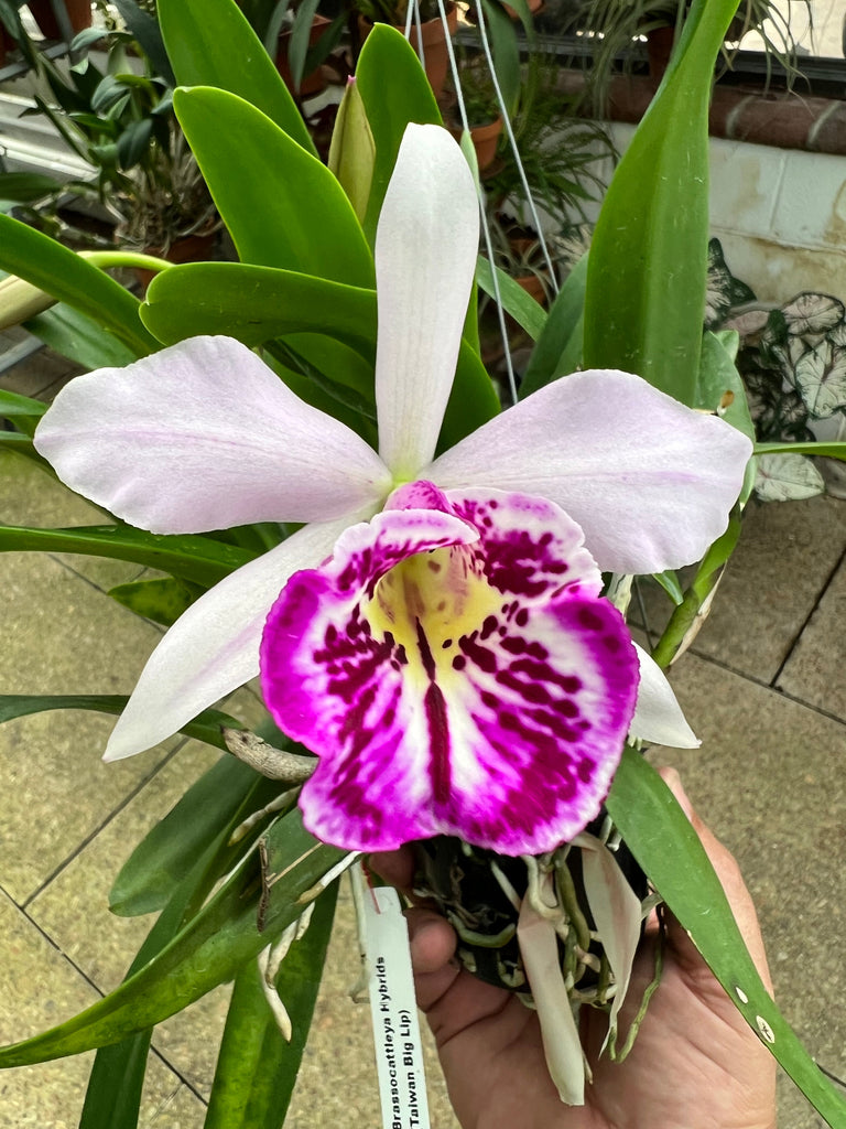 Brassavola Cattleya Taiwan Big lip – Orchid Classics