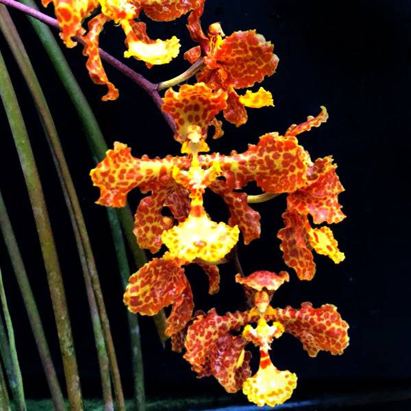 Trichocentrum stacii sp. – Orchid Classics