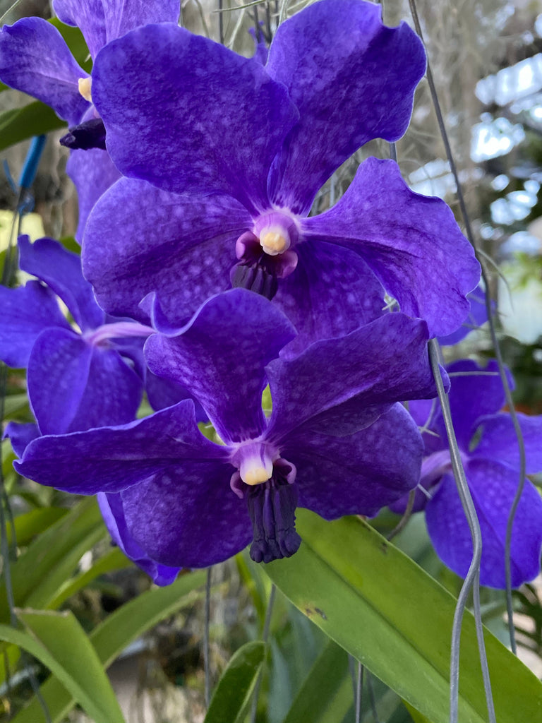 Vanda Pachara Delight FCC/TOGA – Orchid Classics