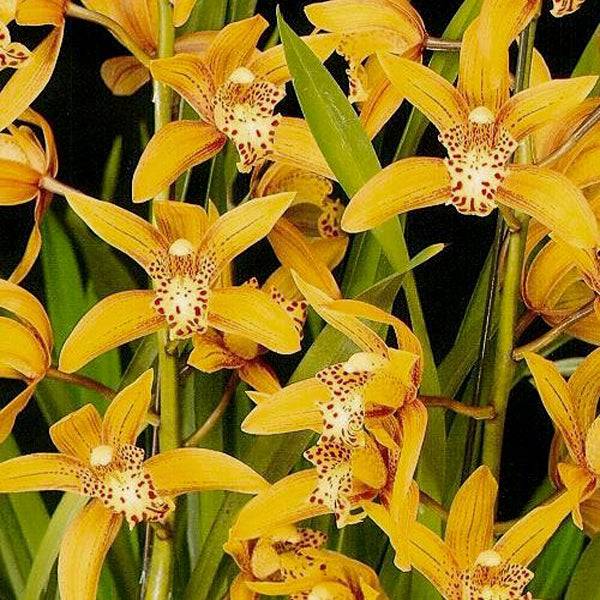 Cymbidium Chen’s Ruby – Orchid Classics