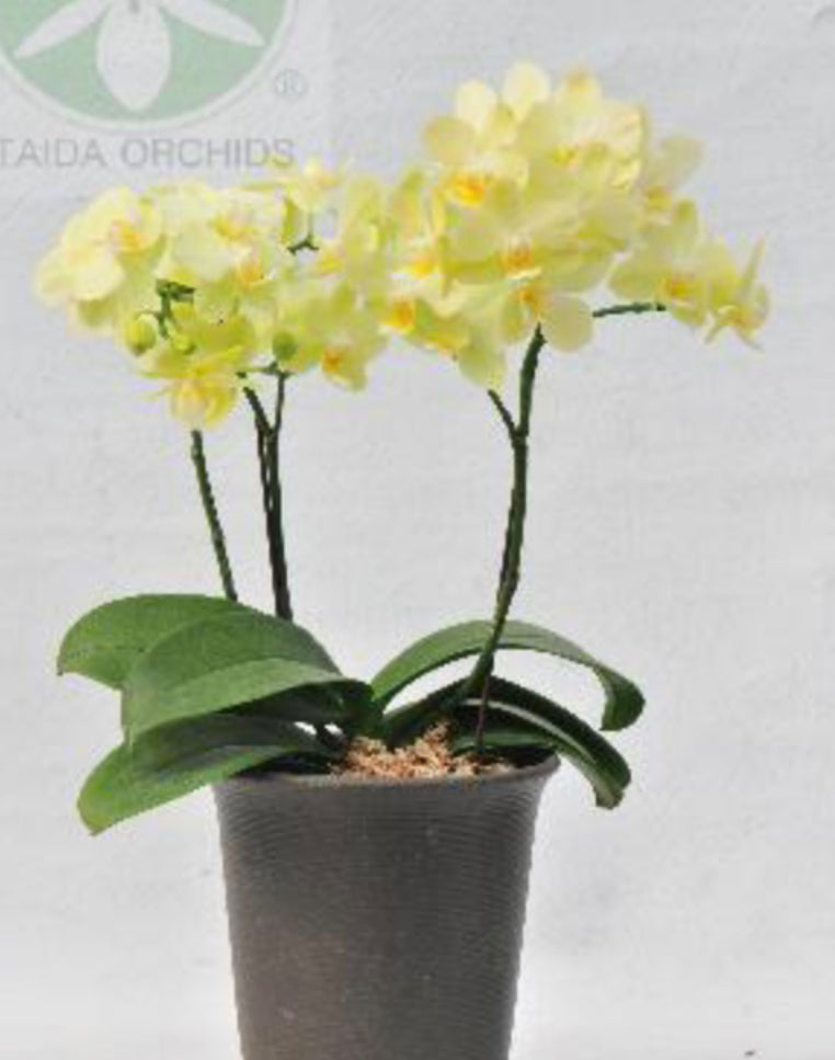 Phalaenopsis Pure Moon ‘Green Pixie’ – Orchid Classics
