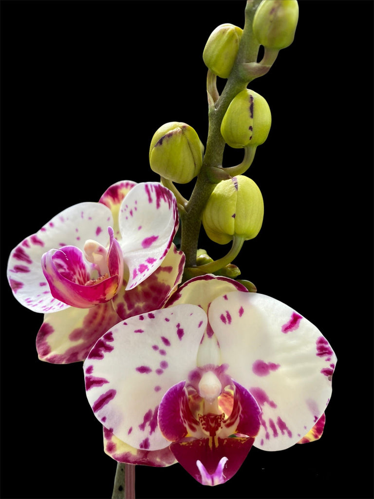Phalaenopsis Ox Little Prince (in flower/bud) – Orchid Classics