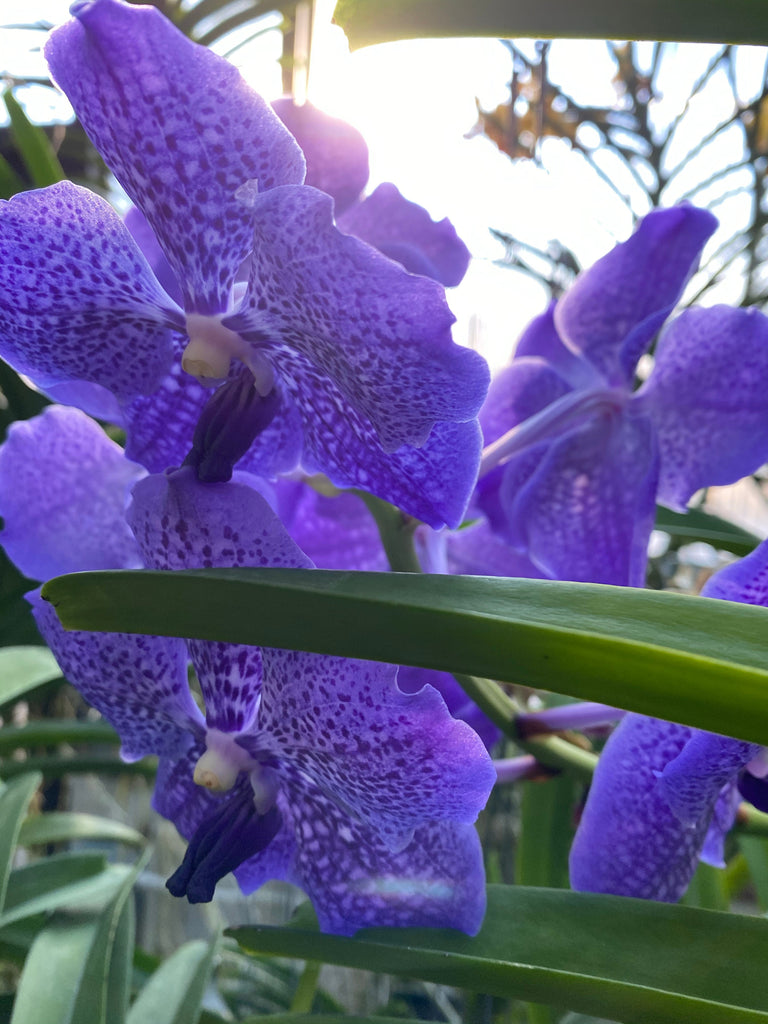 Vanda Pachara Delight FCC/TOGA – Orchid Classics
