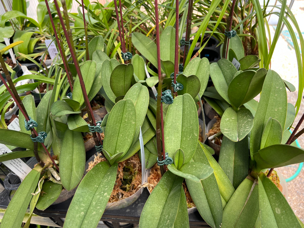 Phalaenopsis pulcherrima’525’ (IN SPIKE) – Orchid Classics