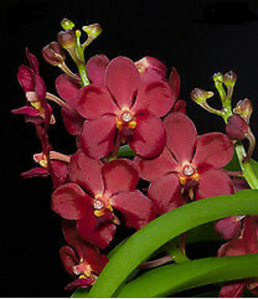 Vanda (Ascda) Sweetpea Ruby HCC/AOS – Orchid Classics