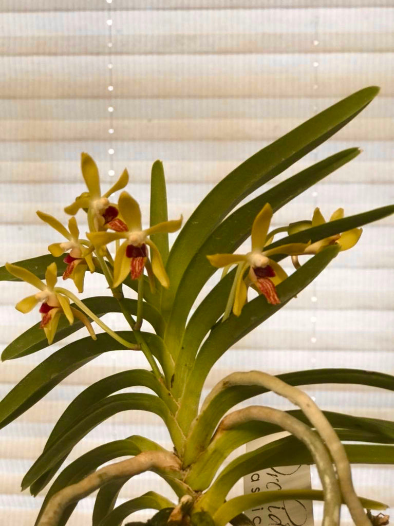 Vandofinetia Virgil (Yellow Red lip) – Orchid Classics