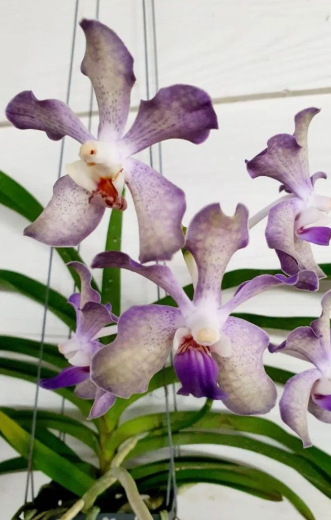 Vanda Ben Fantasy (Vanda Violeta x Vanda denisoniana) – Orchid Classics