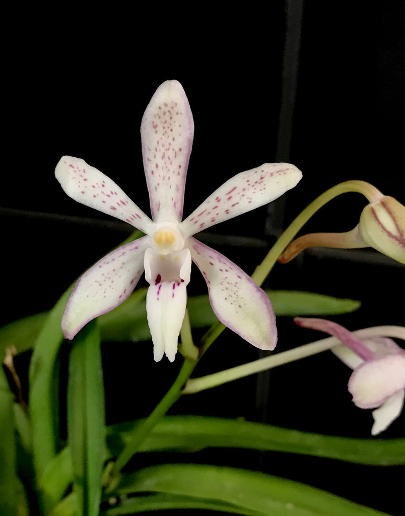Vanda Paki x Vanda (Neofinetia) falcata Vanda (Vanda cristata x Vanda ...