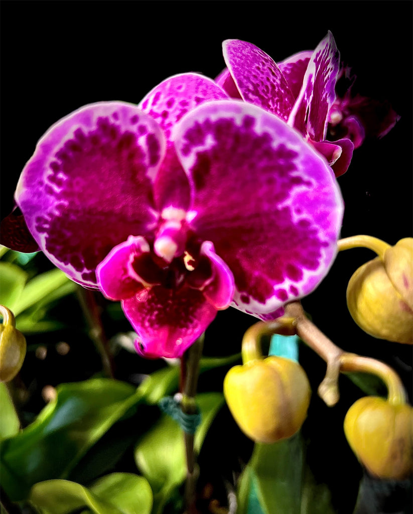Phalaenopsis Happy Girl ‘Ox 1592’ – Orchid Classics