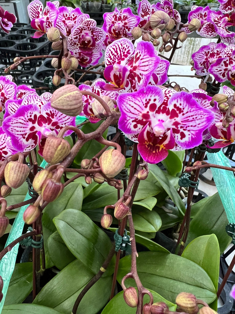 Phalaenopsis Formosa Cranberry ’Wilson’ – Orchid Classics