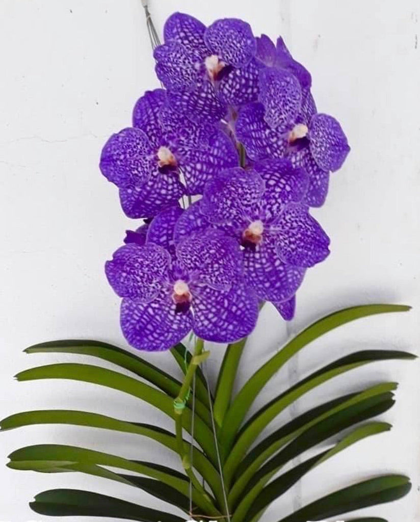 Vanda Somsri Glory Blue. ( In Spike) – Orchid Classics