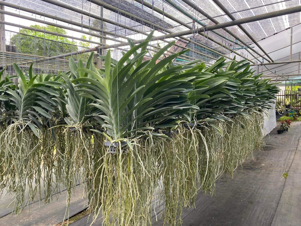Vanda Gordon Dillon x Vanda Mimi Palmer (XL Plants)IN SPIKE! – Orchid ...