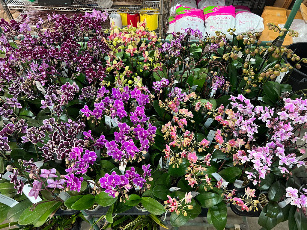 Miniature Phalaenopsis special! (4 for $100) FREE SHIPPING – Orchid ...