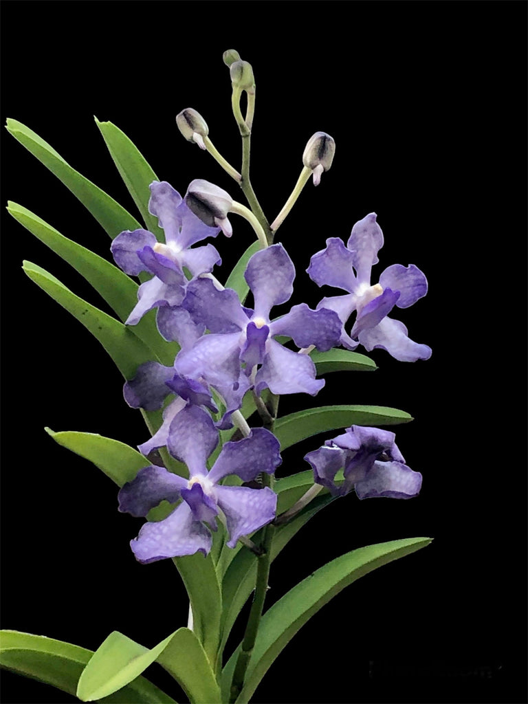 Vanda Violeta (VERY FRAGRANT) – Orchid Classics