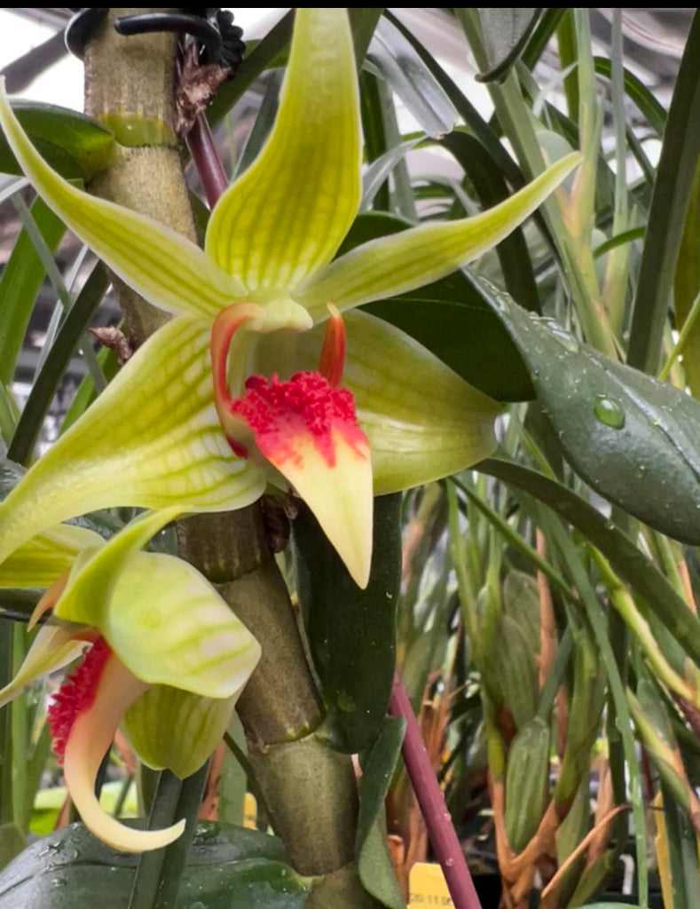 Dendrobium Peng Song – Orchid Classics