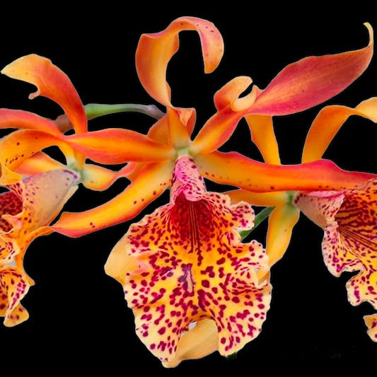 Recchara Frances Fox ‘Fire Flame’ FRAGRANT – Orchid Classics