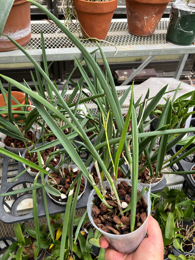 Brassavola Yellow Bird 4” pots – Orchid Classics