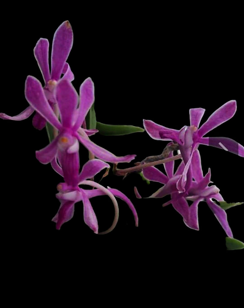 Vandachostylis Lou Sneary x Blue Fairy (FRAGRANT) – Orchid Classics